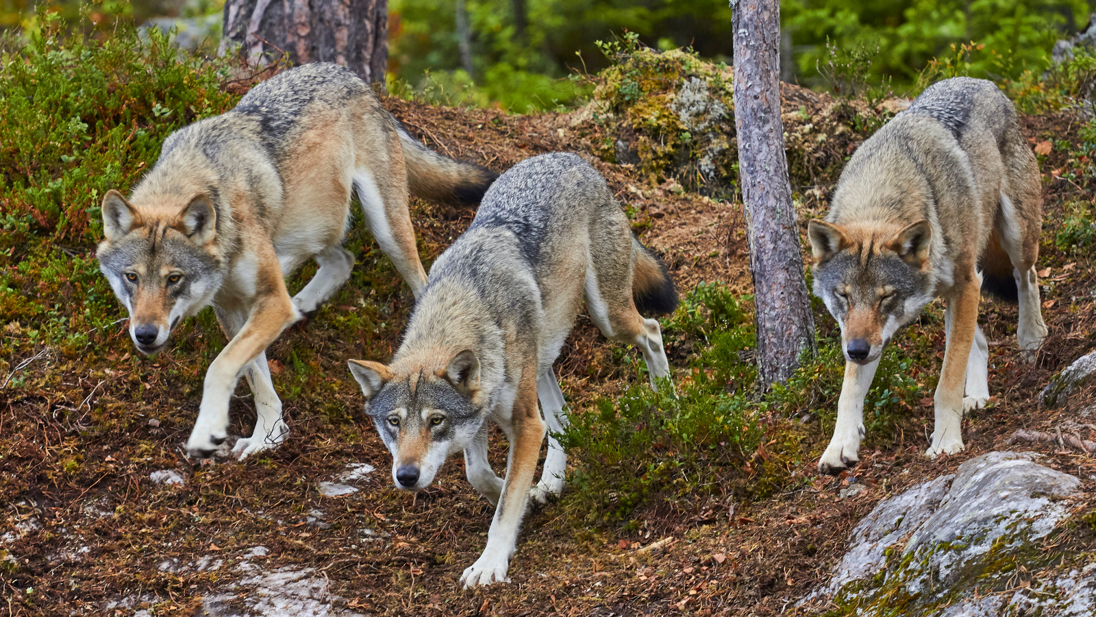 10 Types Of Wolves, Ranked By Danger Level