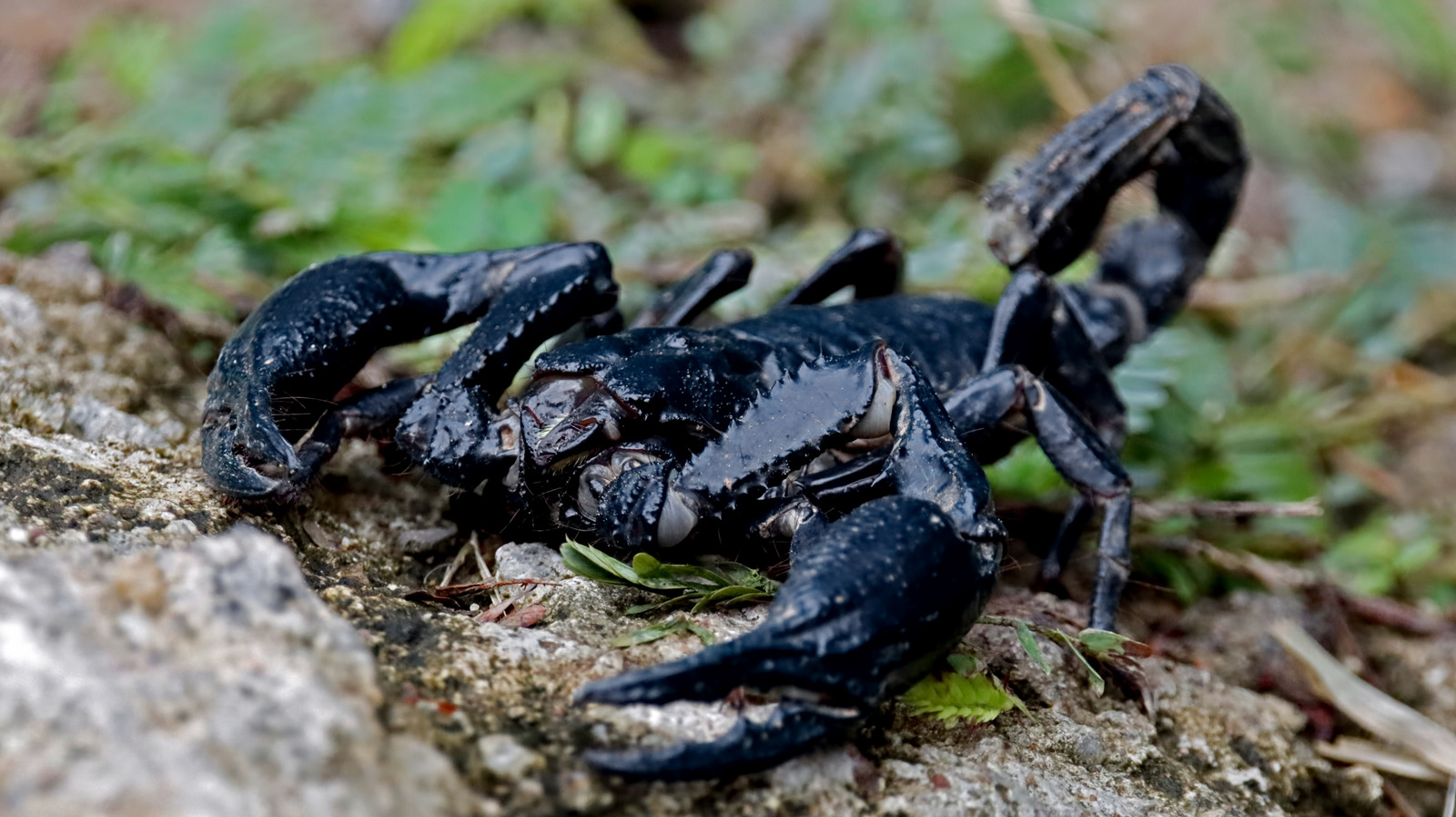 11 Types Of Scorpions, Ranked By Danger Level