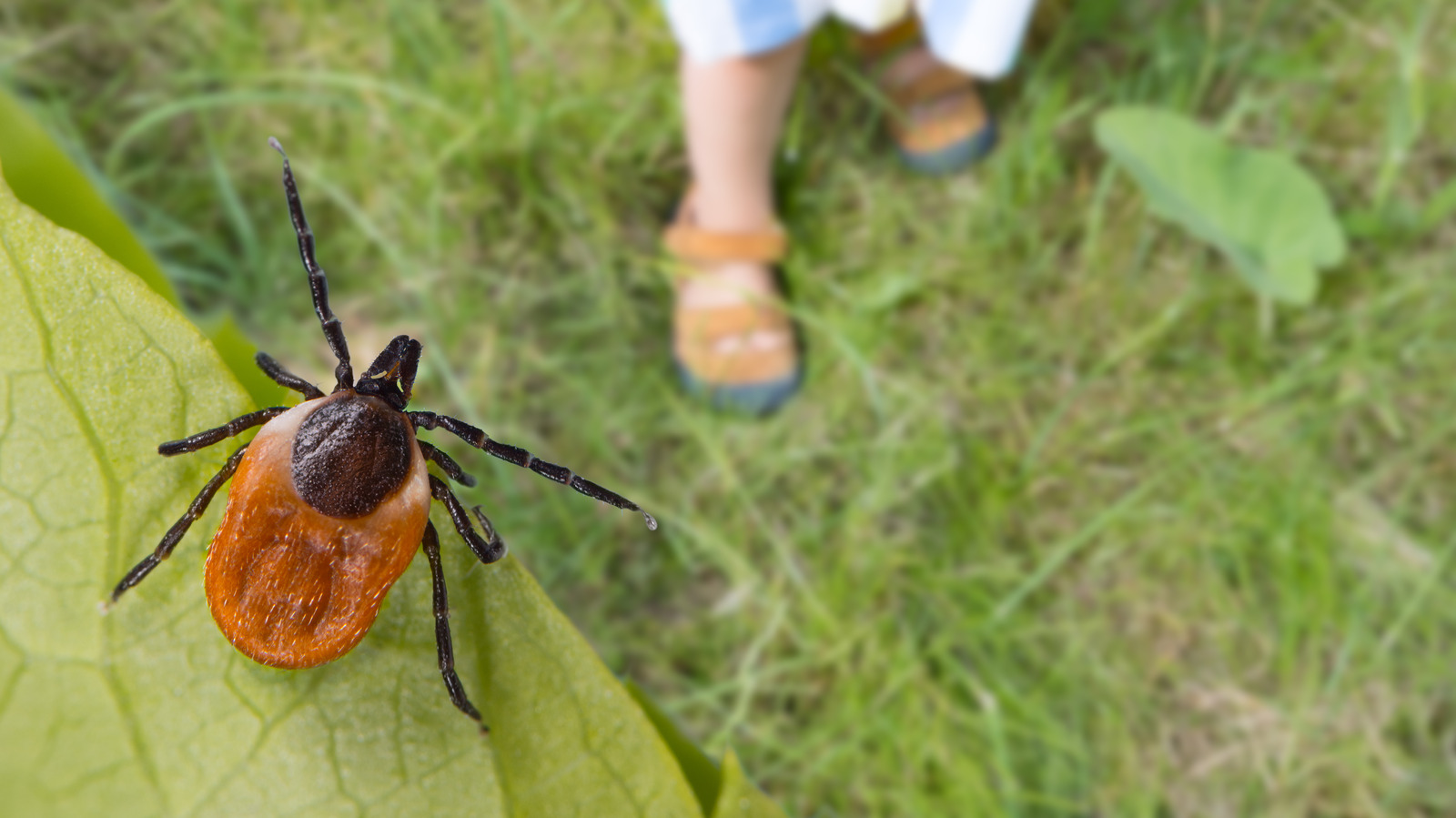 12 Dangerous Diseases Spread By Ticks You Need To Be Aware Of