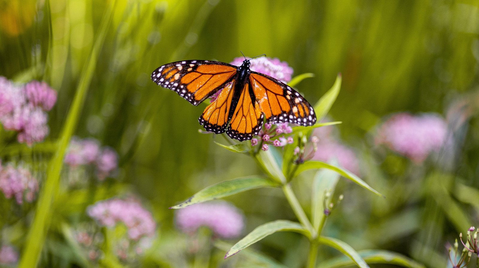 12 Plants You'll Want In Your Garden To Attract Colorful Butterflies