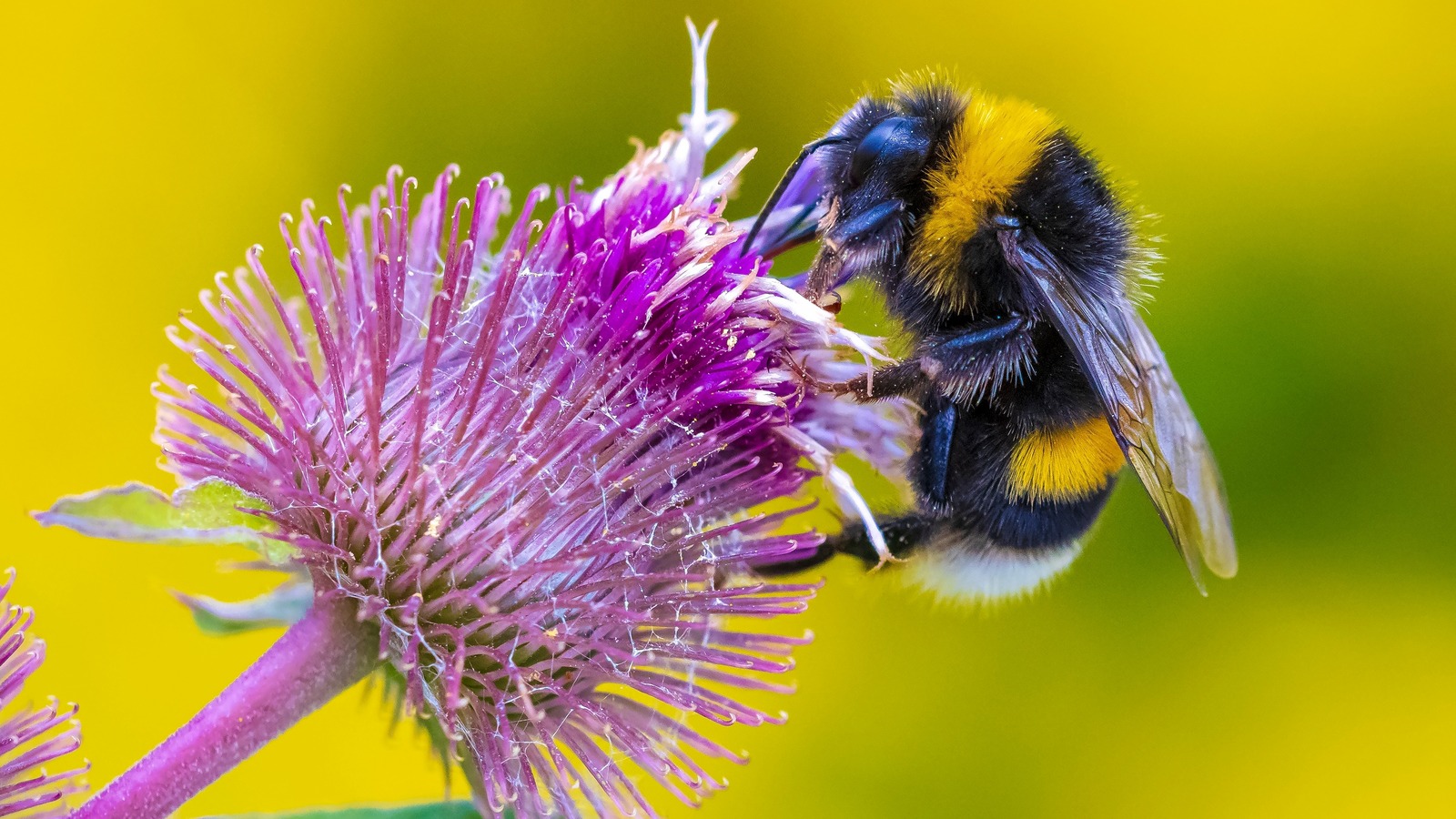 12 Tips To Make All The Bees Come Buzzing To Your Garden