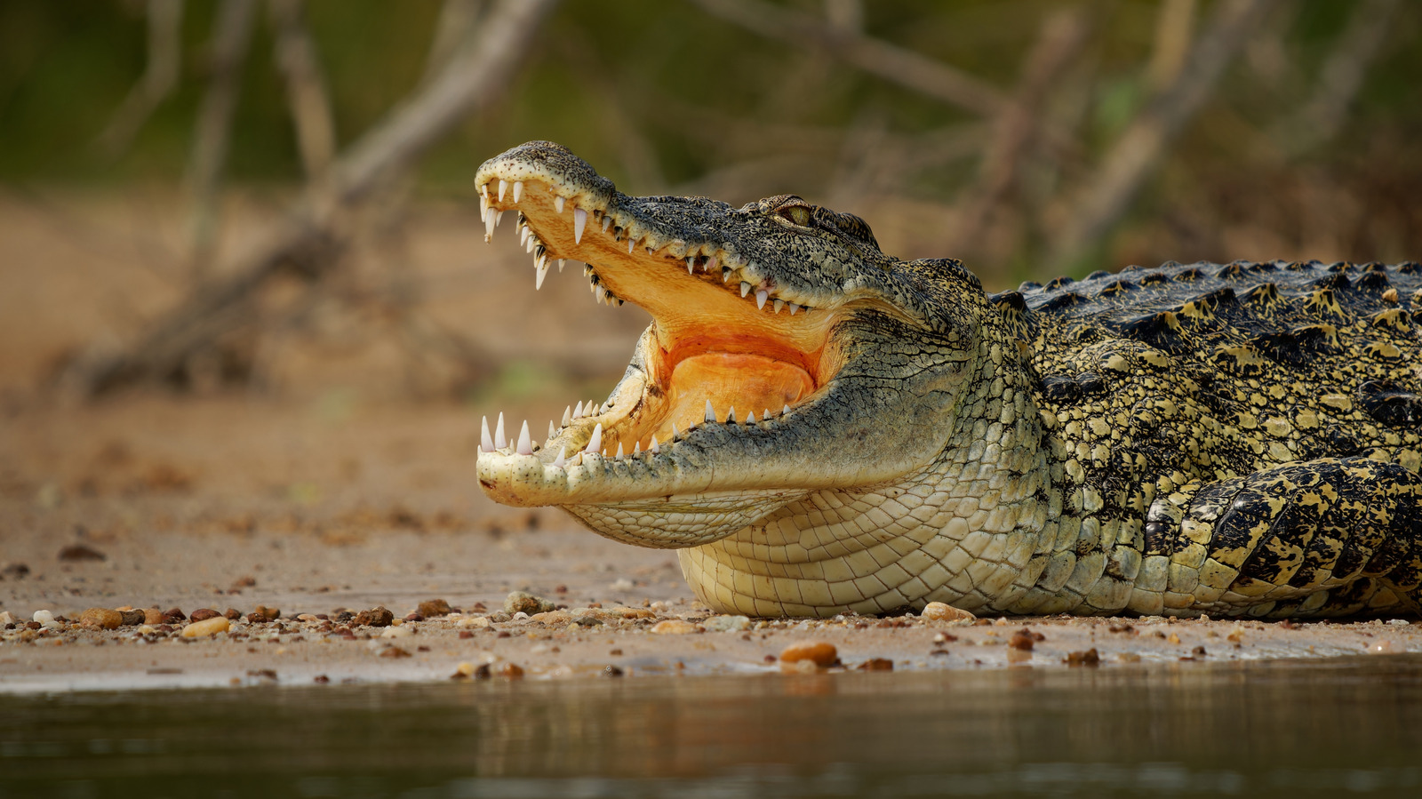 12 Types Of Crocodile Species, Ranked By Danger Level