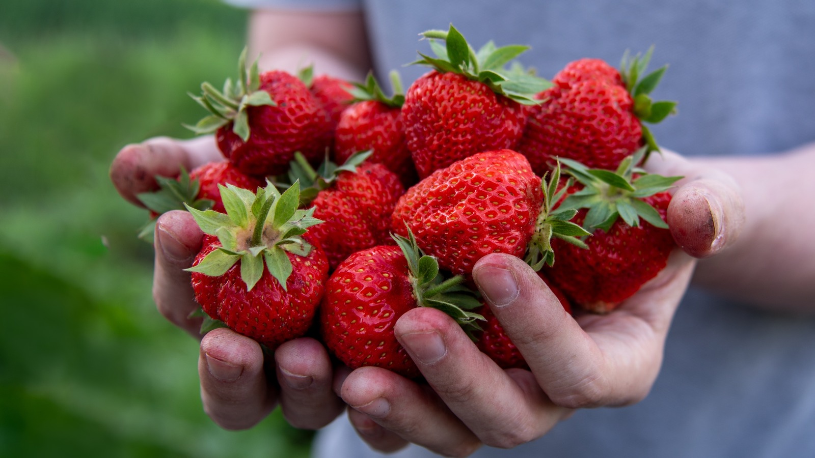 13 Tips And Tricks For Growing The Tastiest Strawberries On The Block