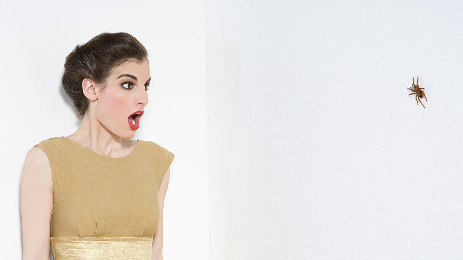 15 Types Of Spiders, Ranked By Danger Level