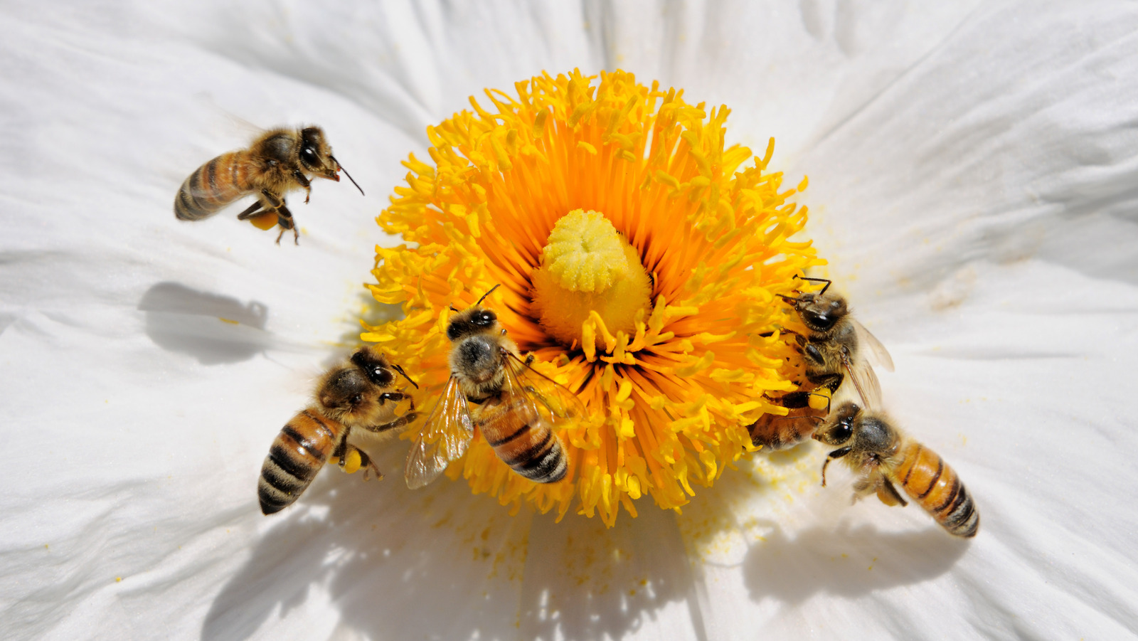17 Types Of Bees, Ranked By Danger Level