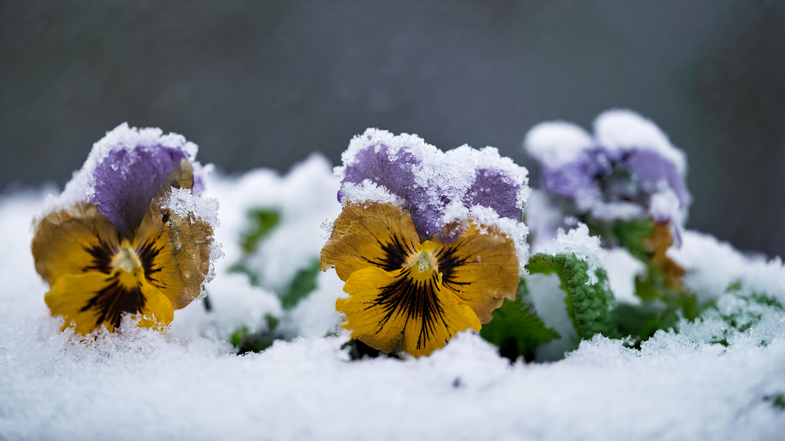 3 Tough Flowers That Survive Frost And Bloom Beautifully