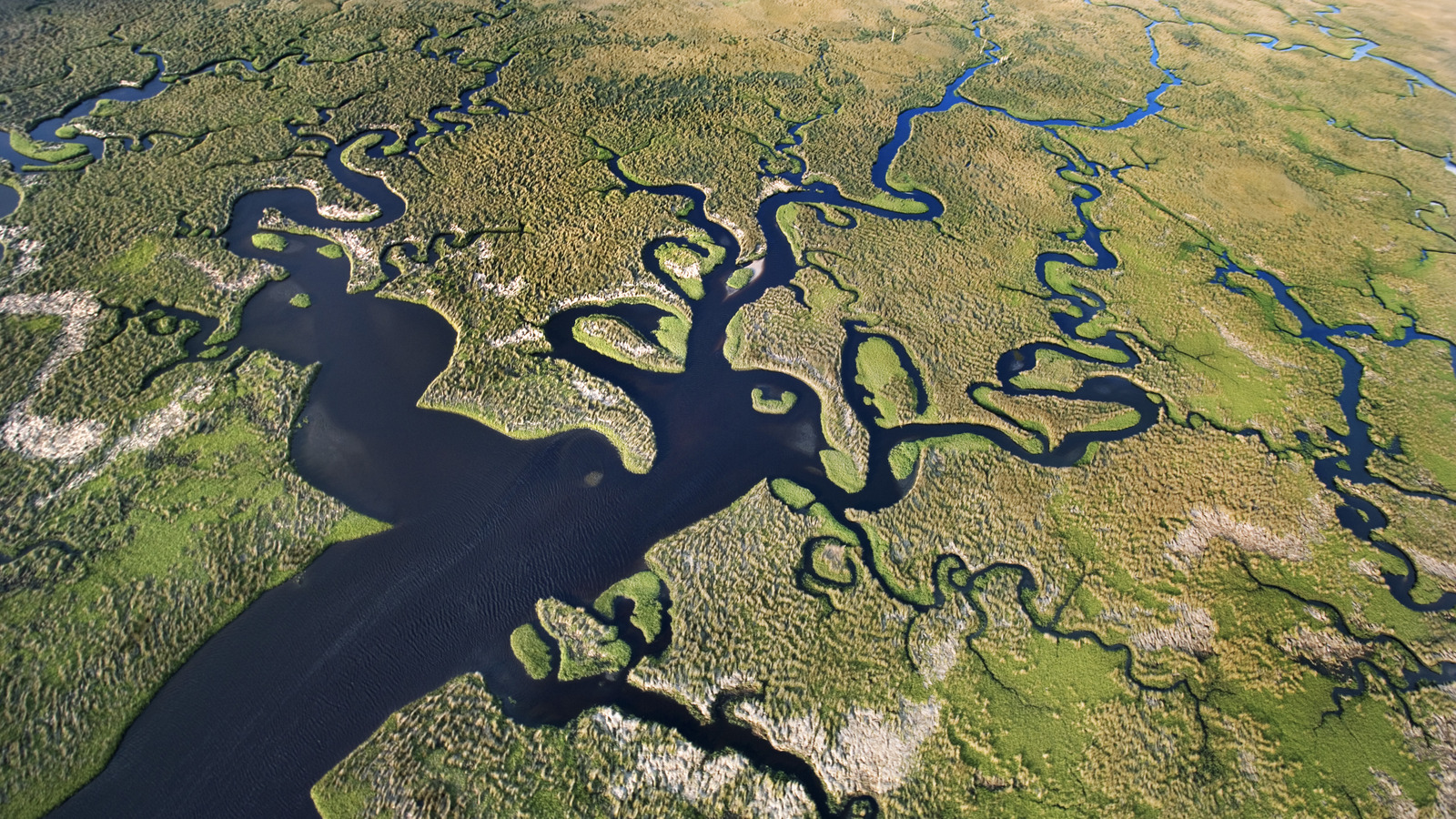 5 Creatures To Beware Of When Adventuring In The Florida Everglades