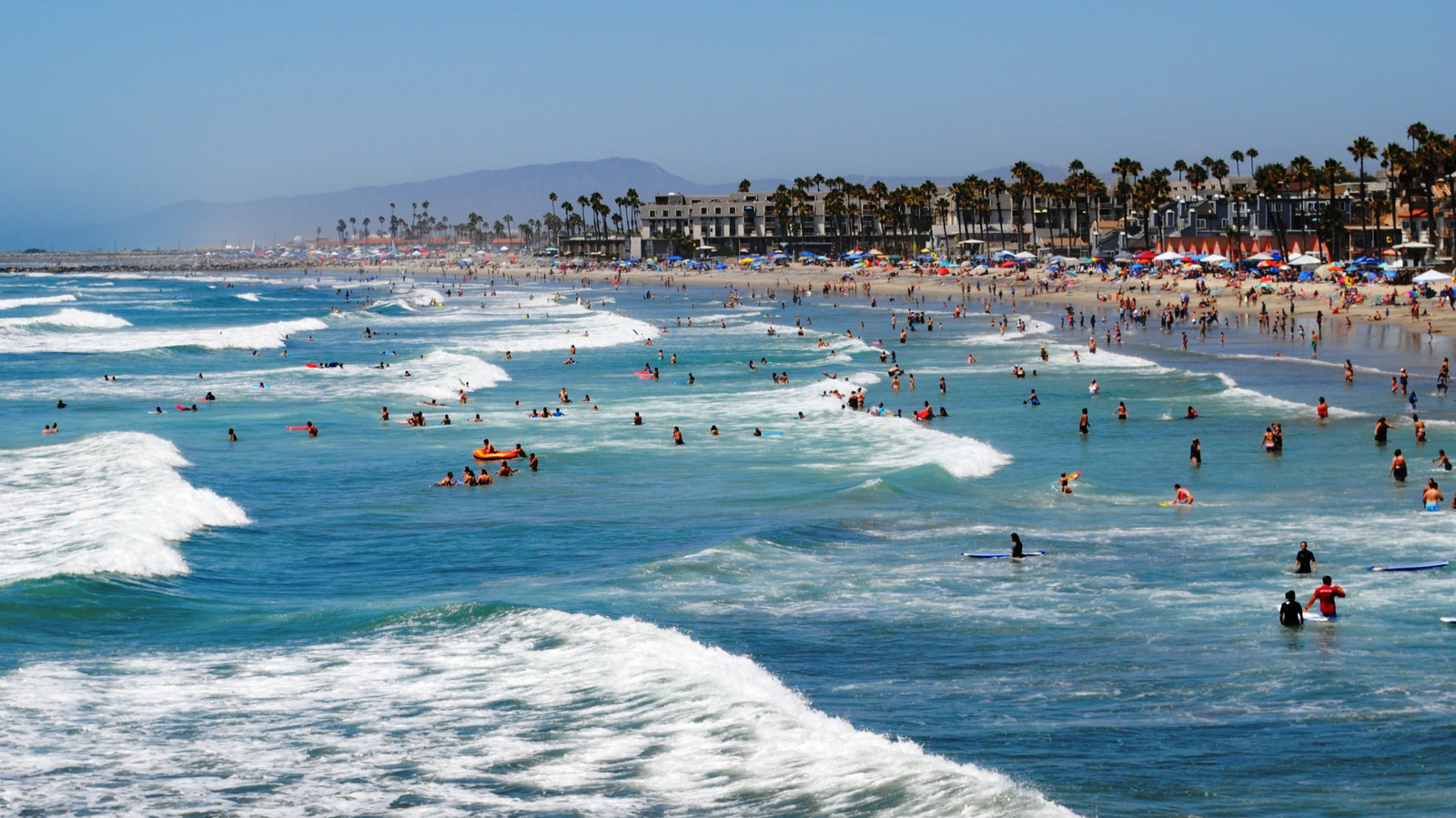 5 Creatures To Beware Of When Swimming In California's Oceans