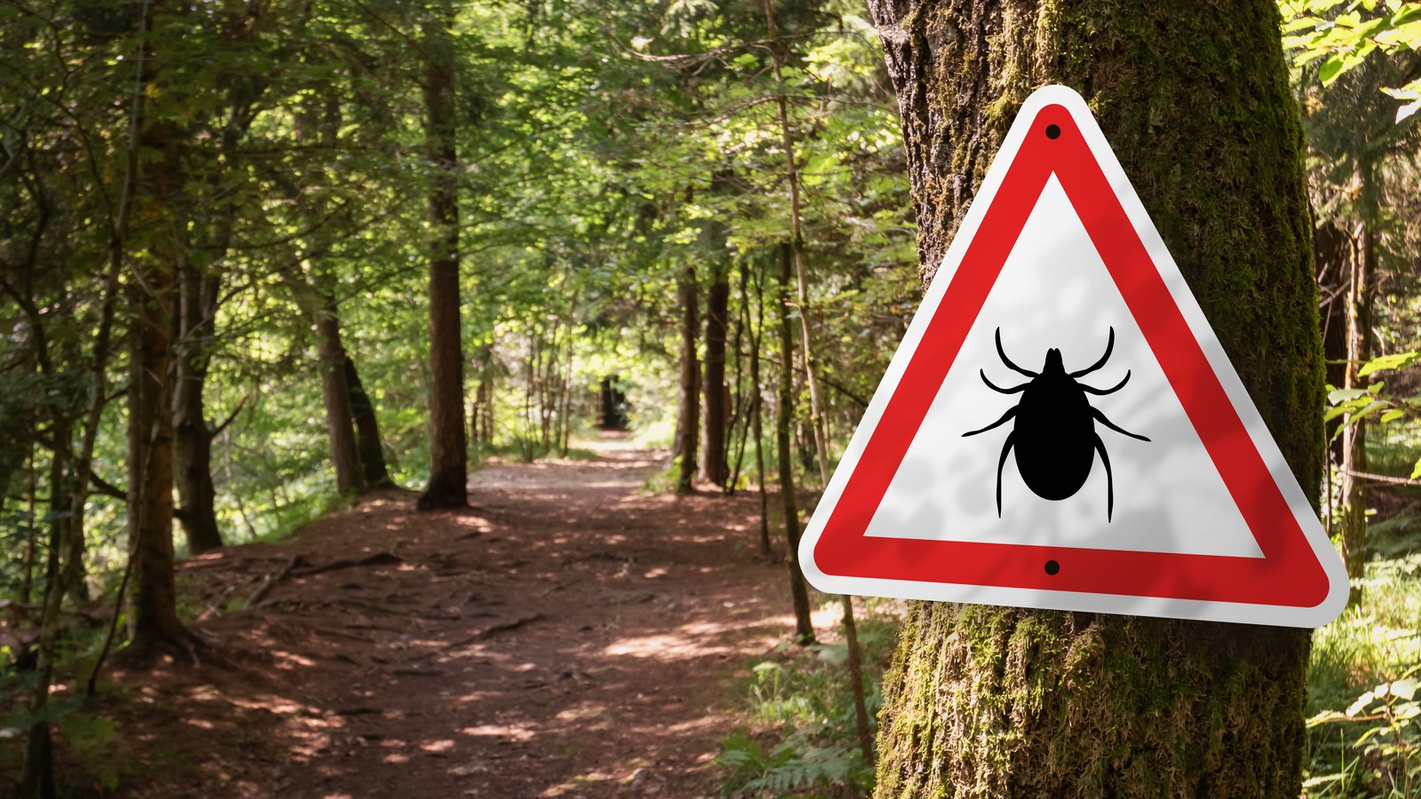 5 Ways To Make Your Home Garden Repel Ticks And Fleas