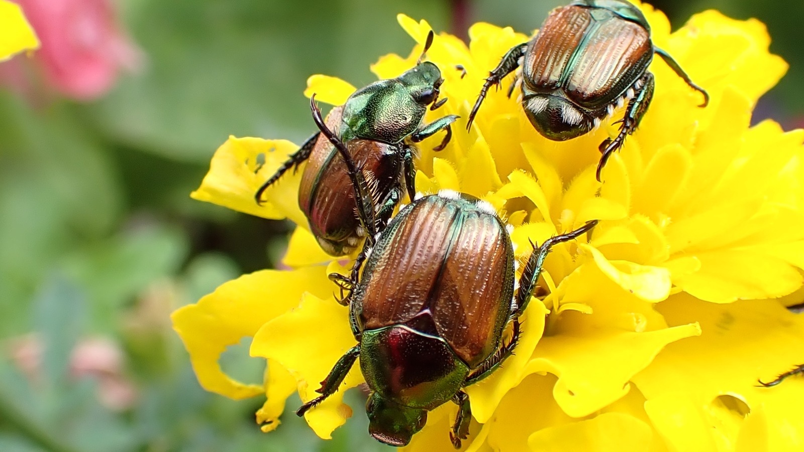 Your Guide To Japanese Beetles Japanese Beetles Garden Pests