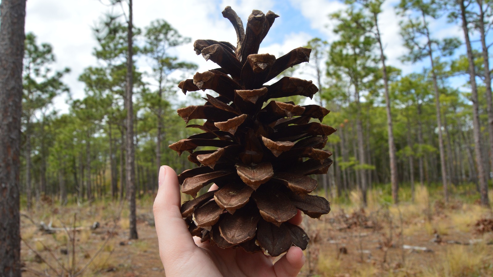 A DIY Pinecone Project That'll Help You Easily Start A Campfire
