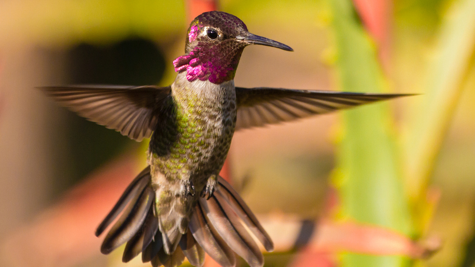 A Drought-Tolerant Ground Cover That'll Have Hummingbirds Flocking To ...