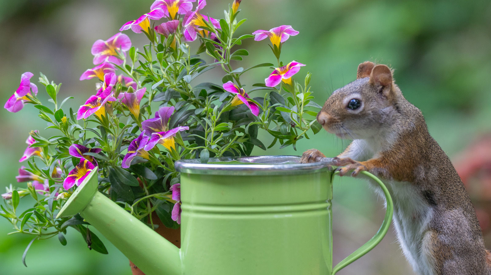 A Fresh-Smelling Herb That'll Keep Squirrels Away From Your Garden