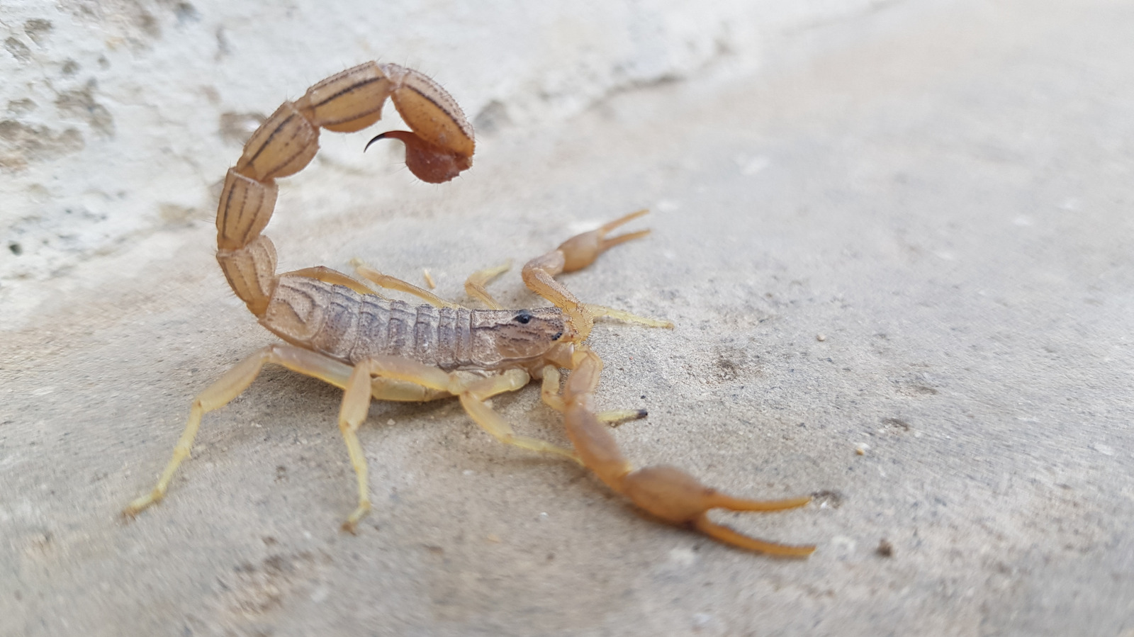 A Must-Have Tool That'll Make Spotting Scorpions While Camping Easier