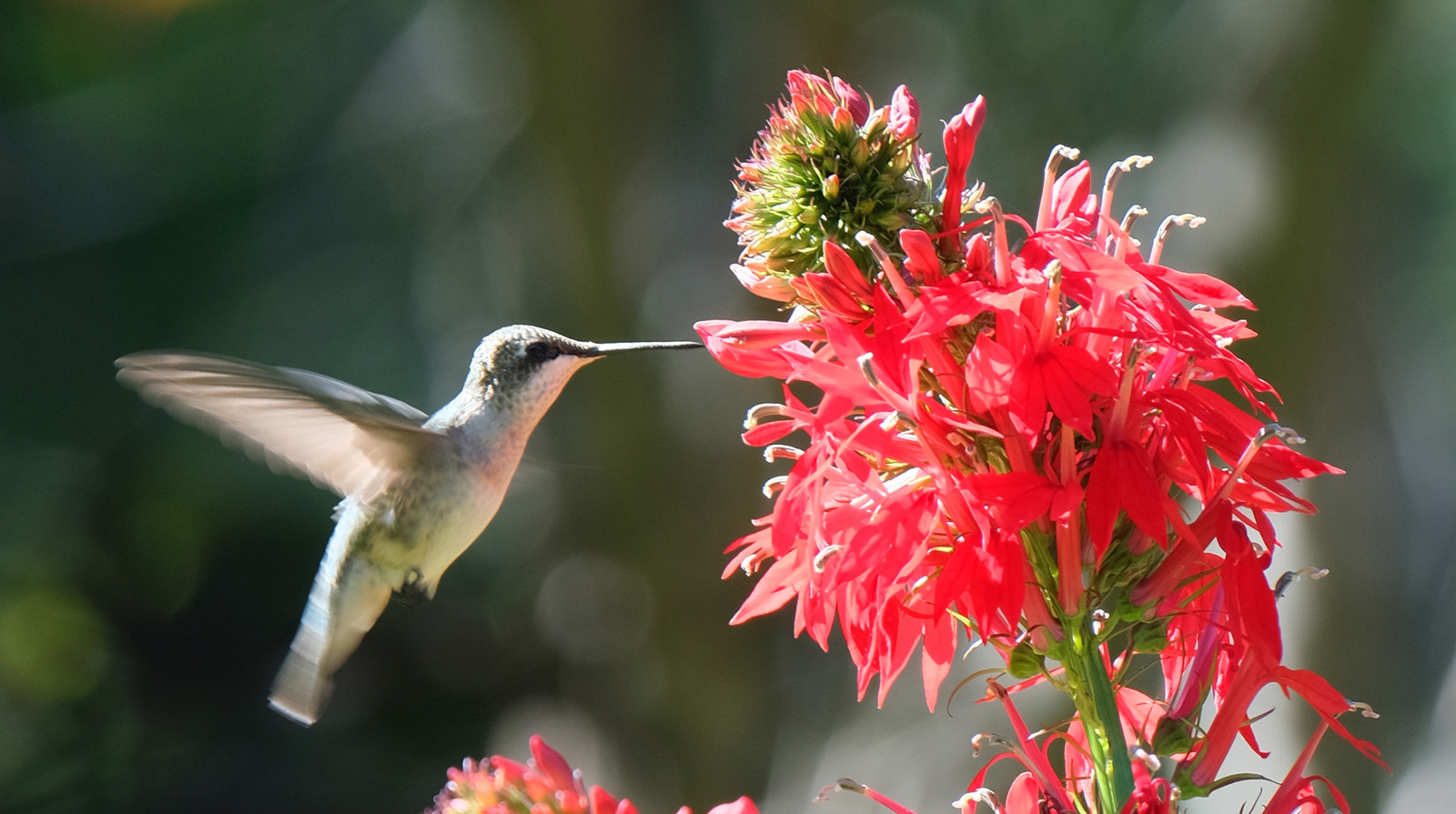 A Must-Try Garden Combo That'll Attract More Hummingbirds To Your Yard