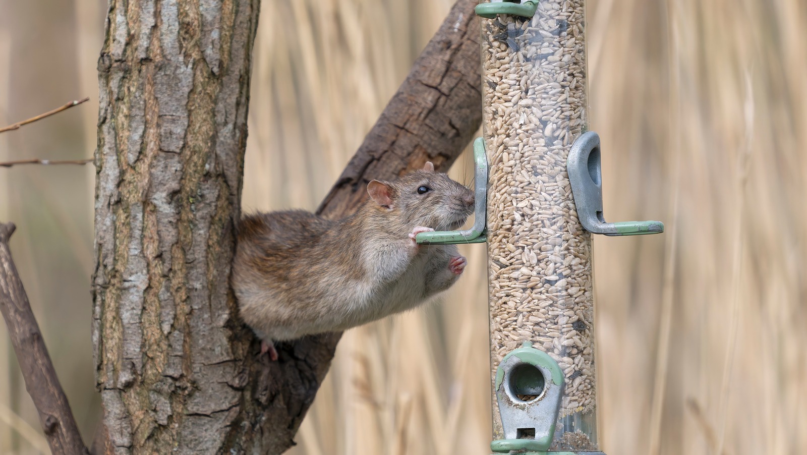 A Must-Try Trick For Keeping Rats Away From Your Bird Feeder