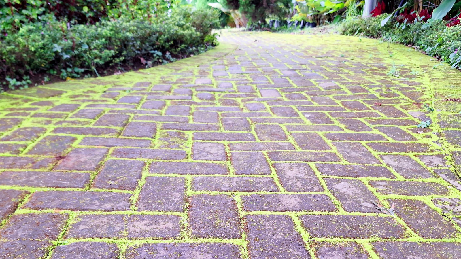 A Must-Try Trick For Removing Moss From Your Driveways And Bricks