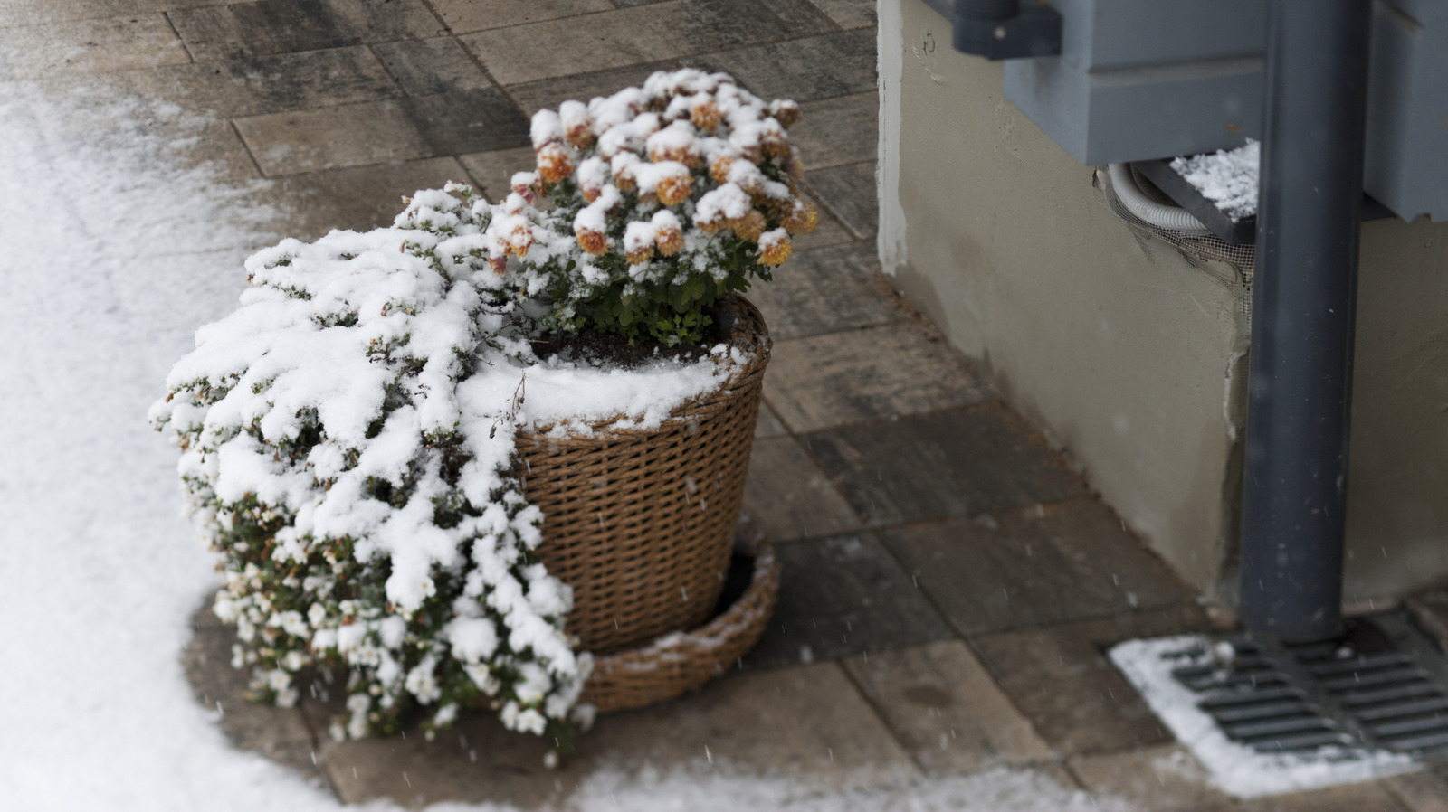 A Must-Try Trick That'll Help Protect Your Potted Plants From Frost