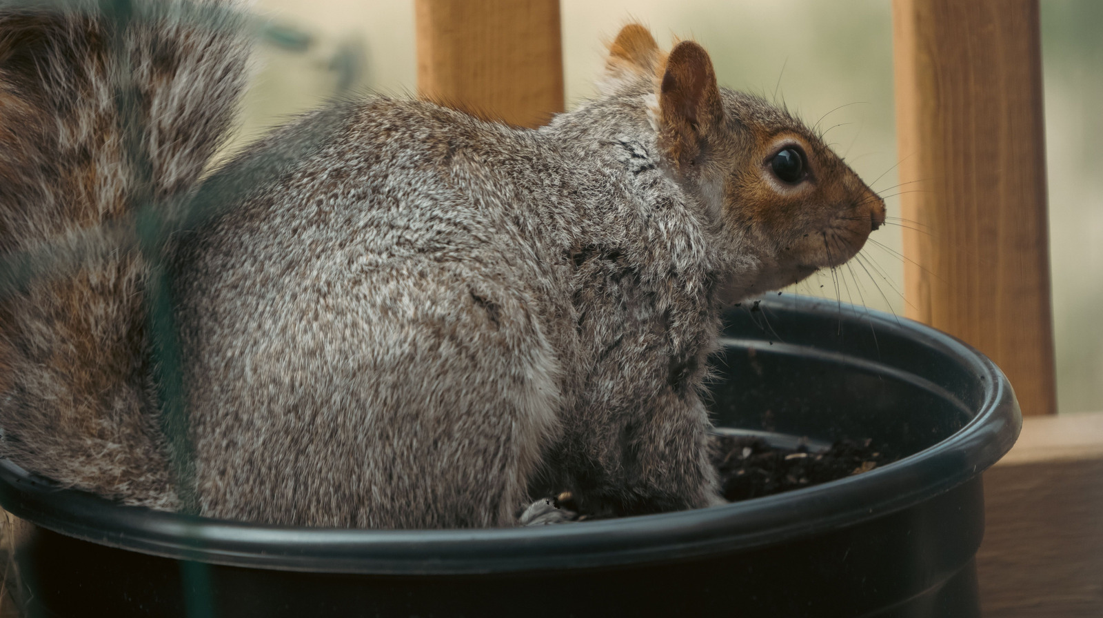 A Simple And Inexpensive Fix That'll Deter Squirrels From Your Potted ...