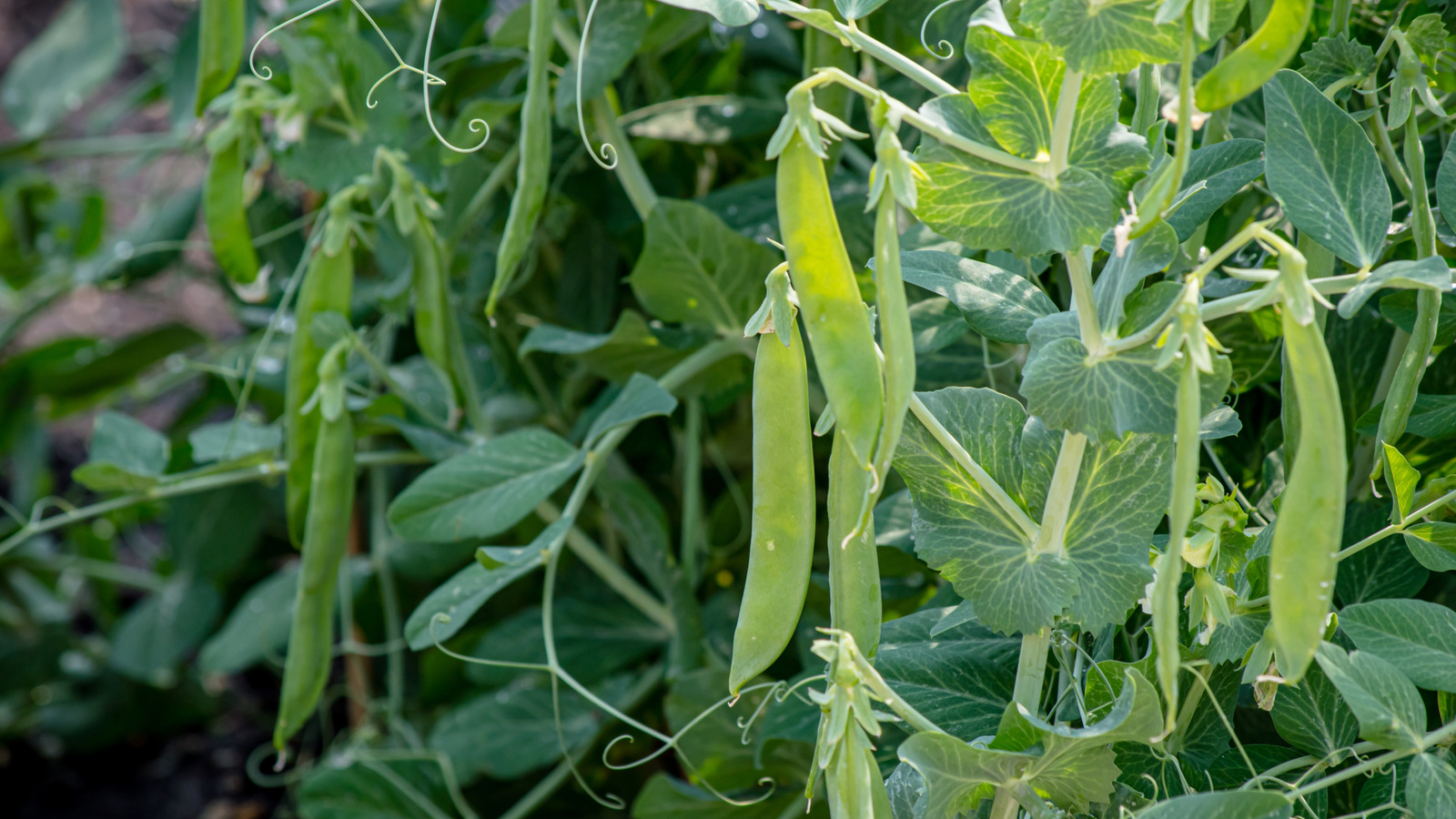 A Simple DIY Trellis Idea For Growing More Delicate Vegetable Vines