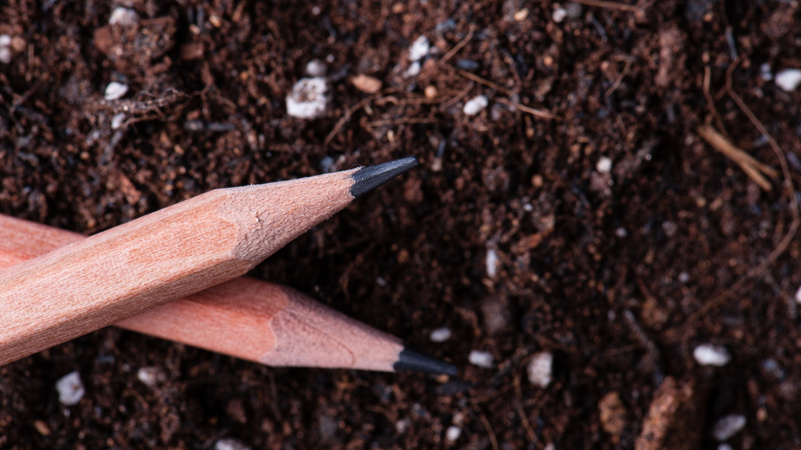 A Simple Pencil Eraser Hack That'll Make Planting Flower Seeds Easier
