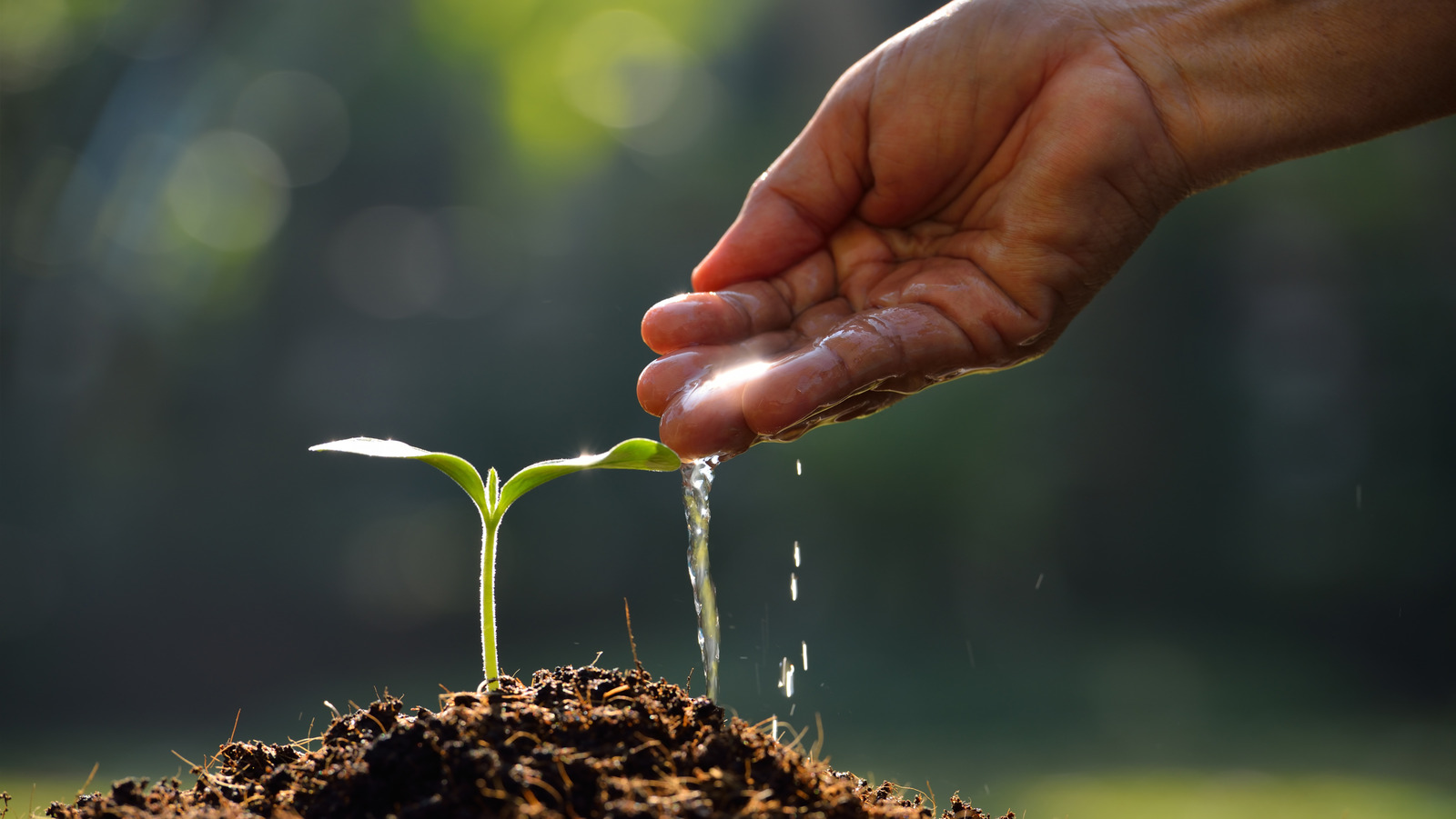 A Simple Self-Watering System You'll Want To Try Out In Your Garden