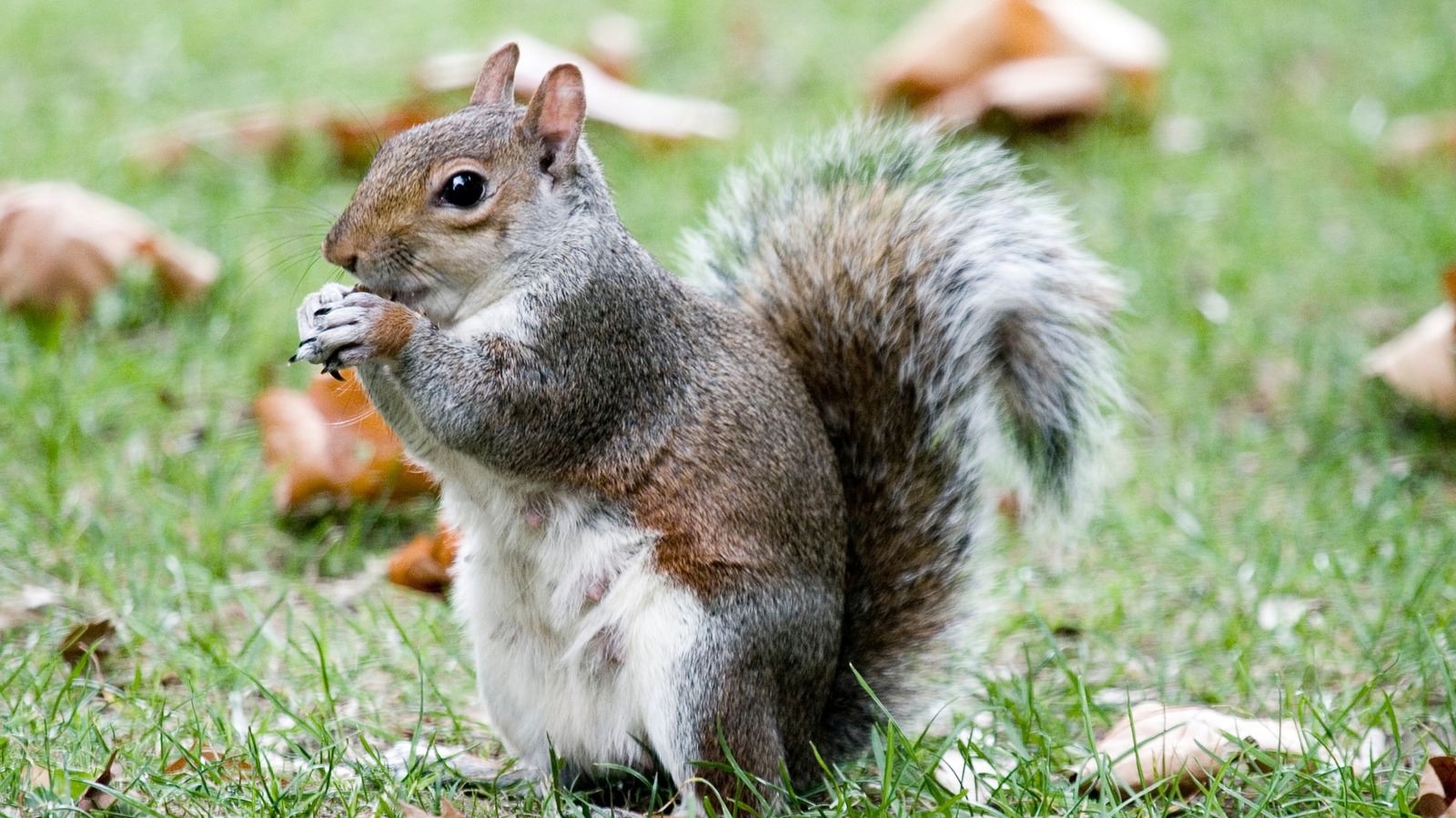 A Squirrel-Free Garden Is Possible With The Help Of A Common Kitchen Staple