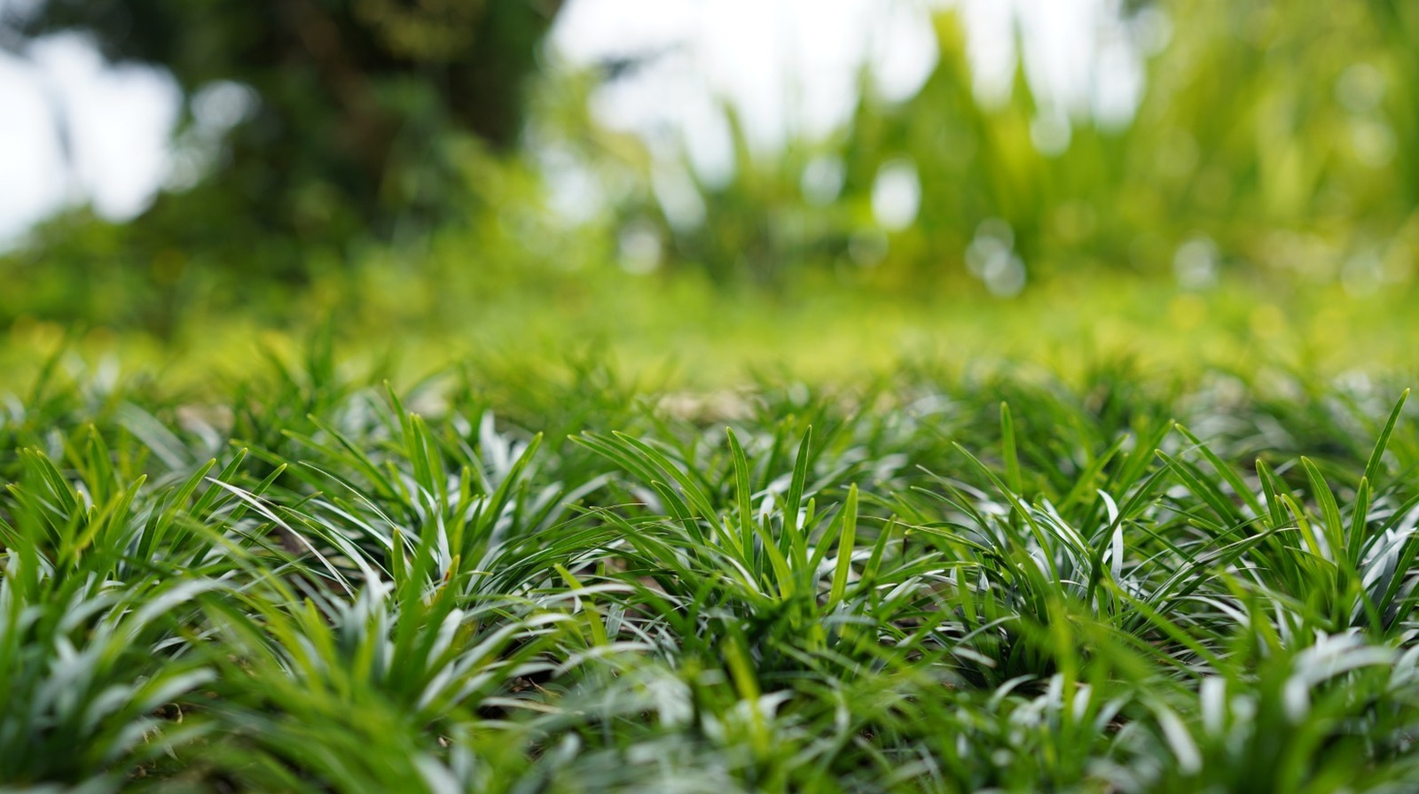 The Stunning Shade-Loving Ground Cover That'll Look Perfect Under Your ...