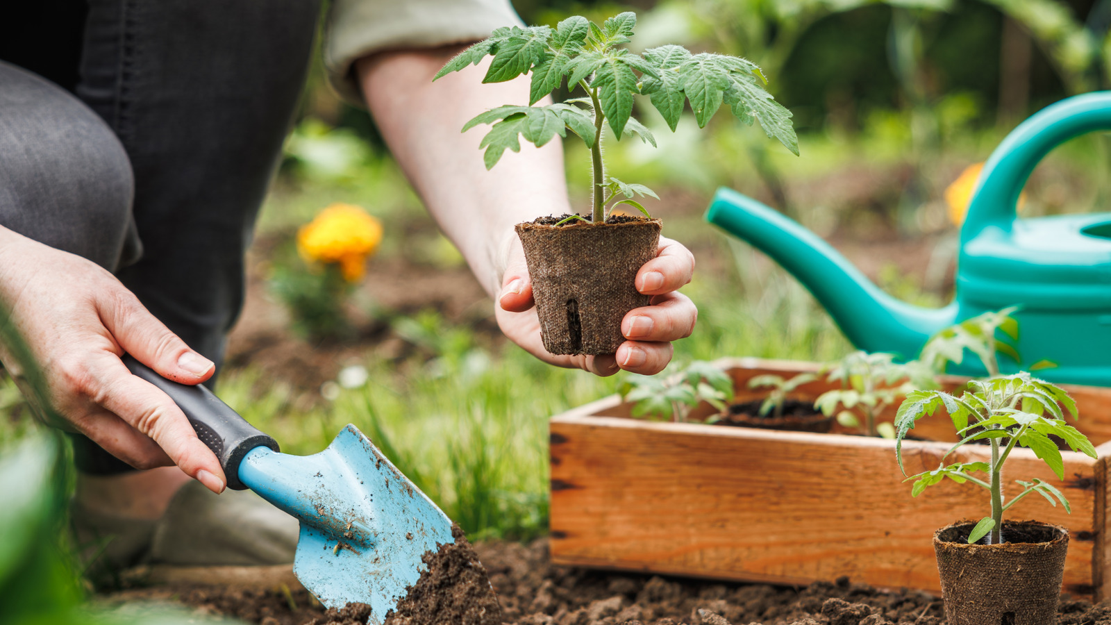 A Tasty And Easy To Grow Tomato Variety You Should Consider For Your Garden