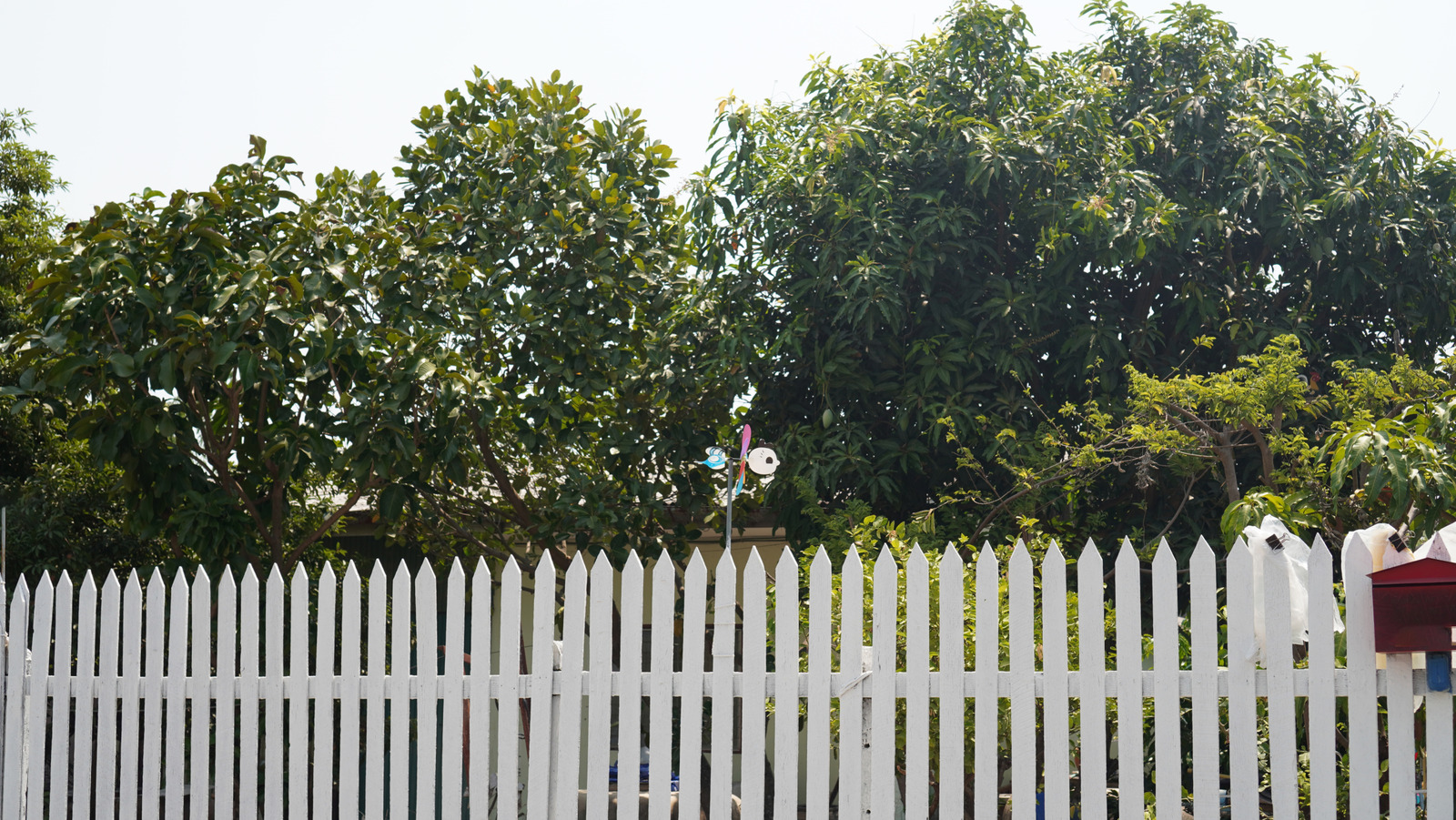 Add Privacy To Your Backyard By Replanting A Popular, Fully-Grown Tree
