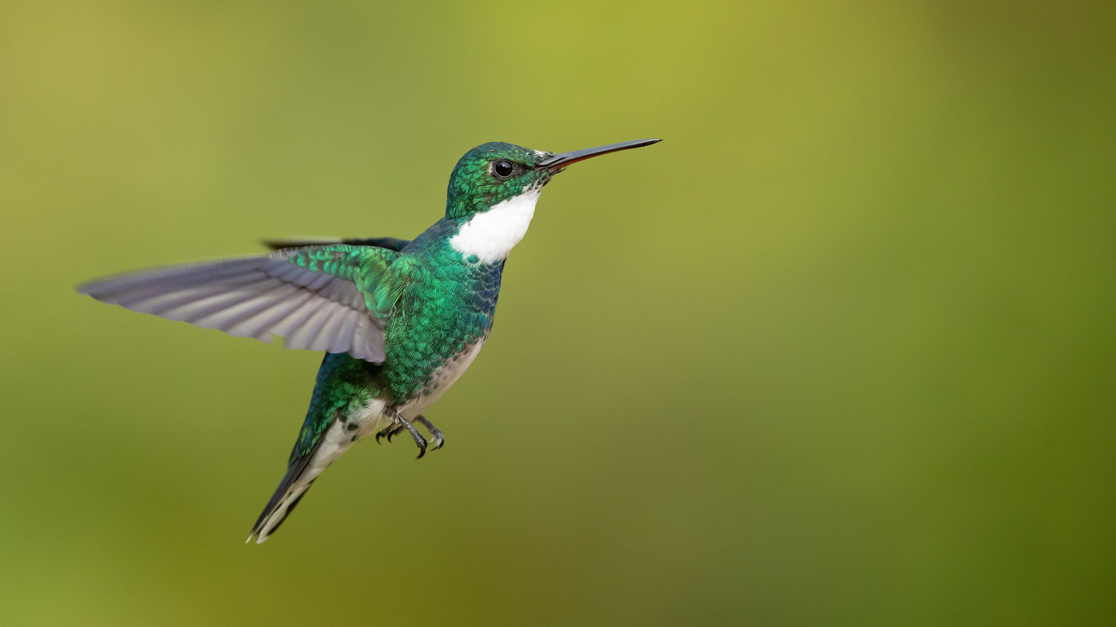 An Eye-Catching Heart-Shaped Flower That'll Lure Hummingbirds To Your ...