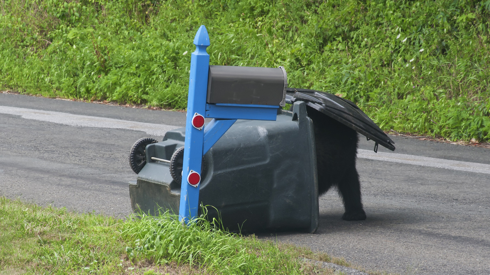 Are Bear-Resistant Trash Cans Worth It? Here's What We Know