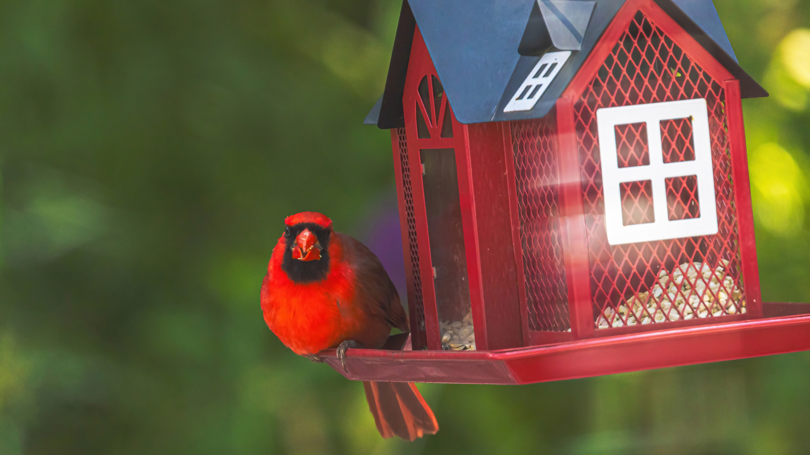 Attract Cardinals To Your Yard With The Help Of These Easy-To-Grow-Plants