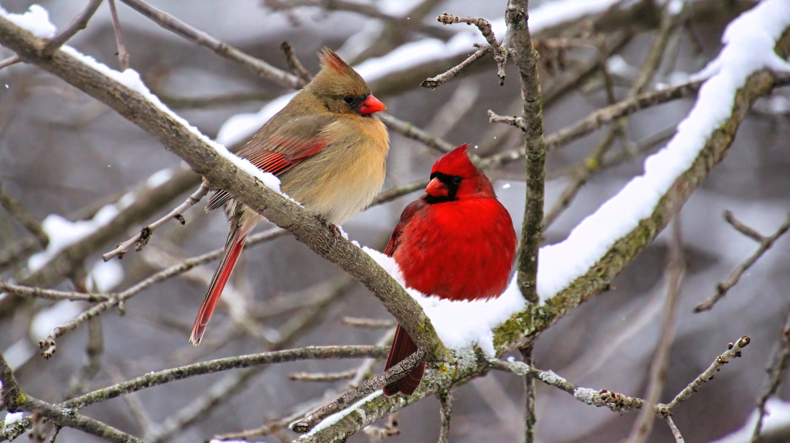 Attract More Cardinals To Your Yard This Winter With This Bird Feeder Tip