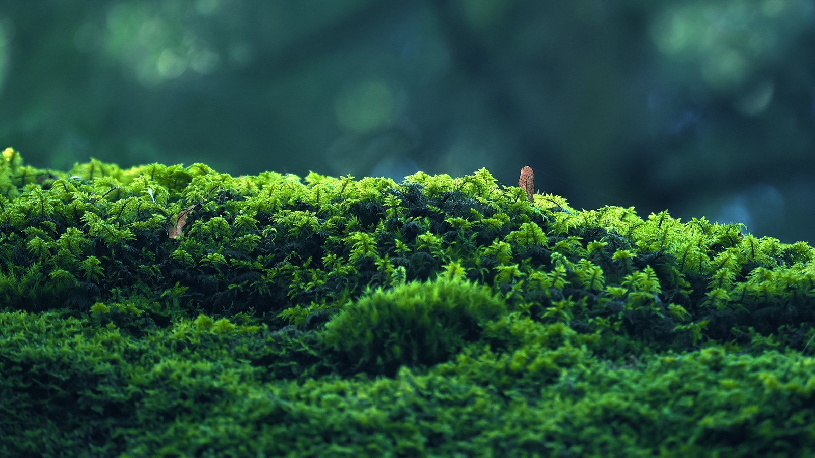 Believing This Myth About Moss Could Get You Lost In The Woods