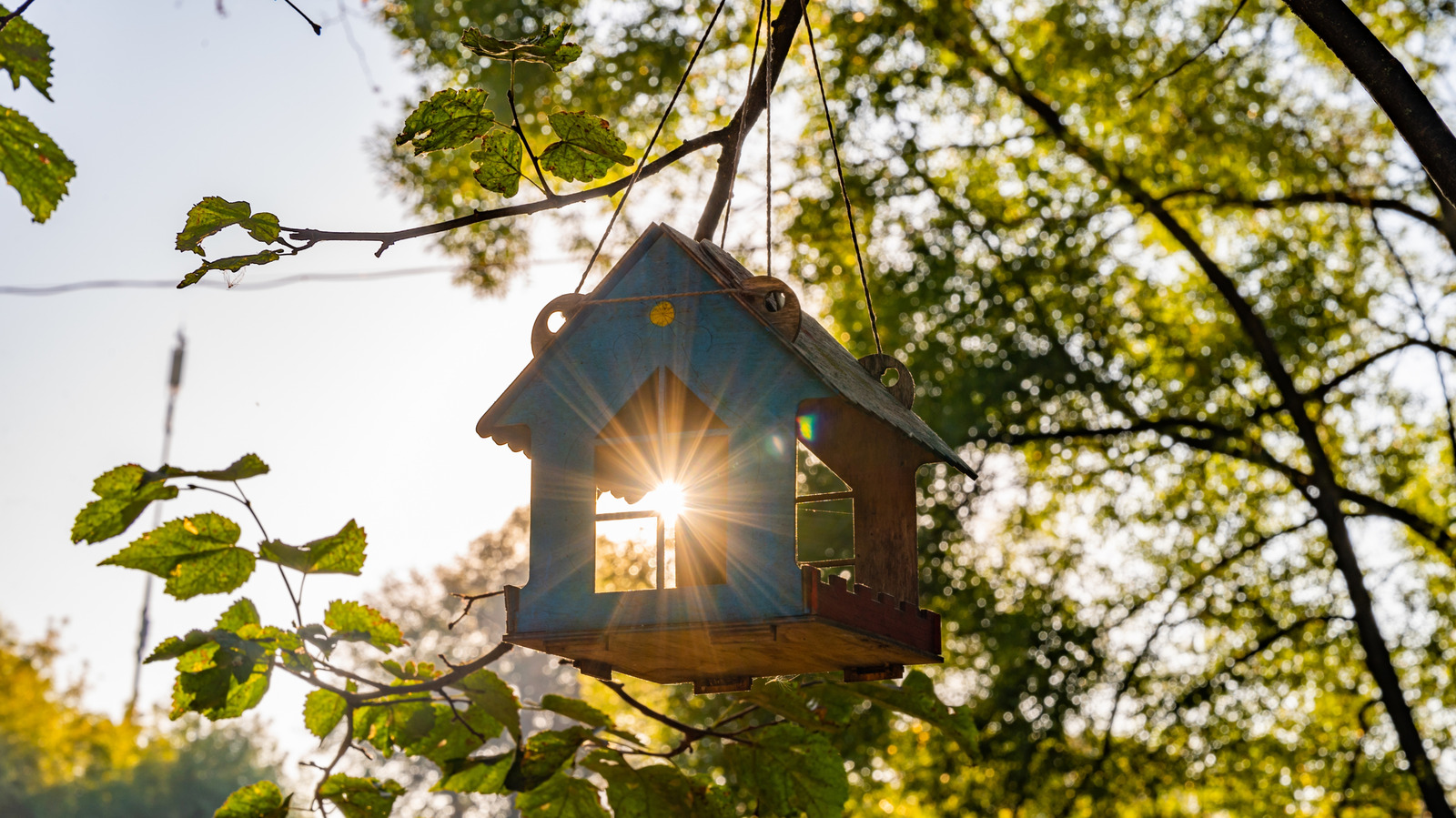 Birdhouse Features That'll Make Maintenance Even Easier