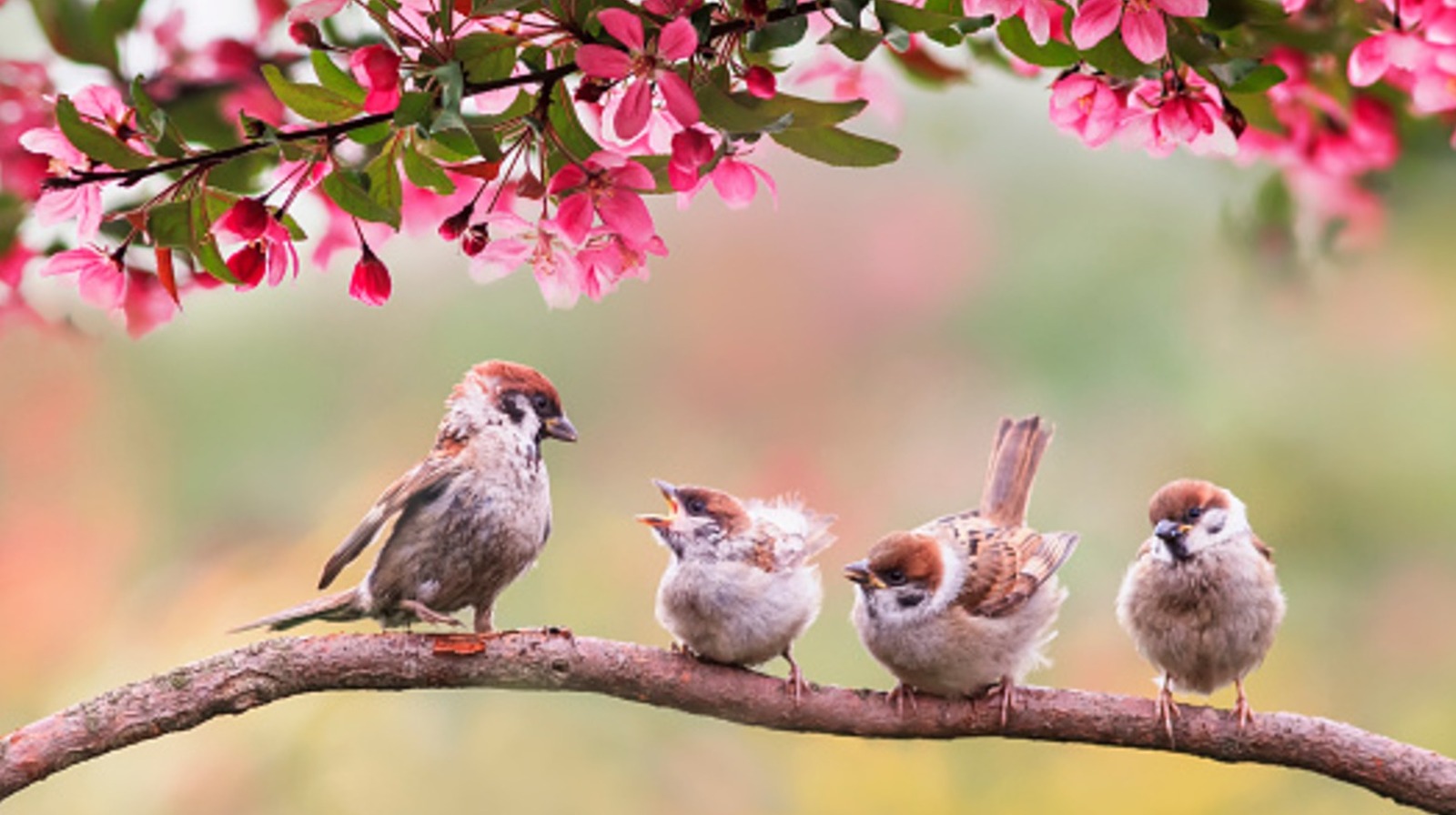 Birds Will Be Flocking To Your Yard With The Help Of This Adorable Wine ...