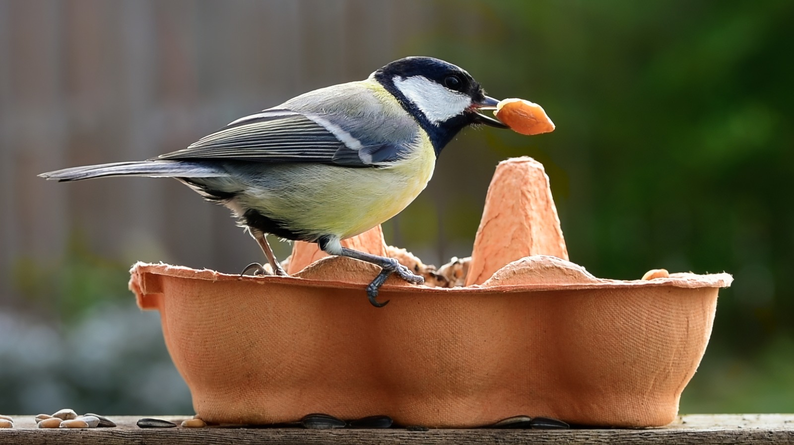 Birds Will Be Flocking To Your Yard With This Genius Egg Carton Hack
