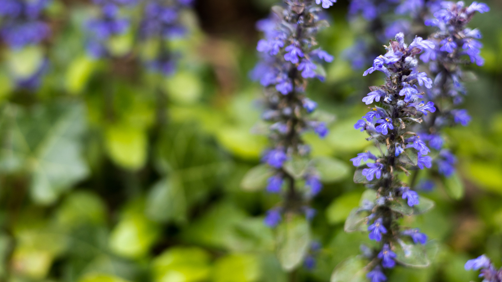 Bugleweed Is The Perfect Deer-Resistant Ground Cover You Need In Your Yard
