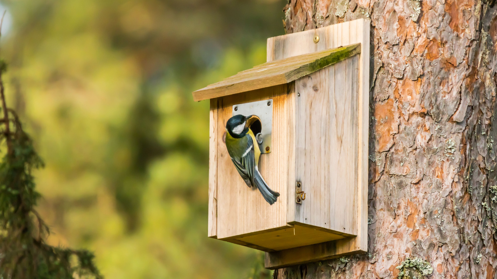 Choose And Install The Perfect Camera For Your Birdhouse With These Tips