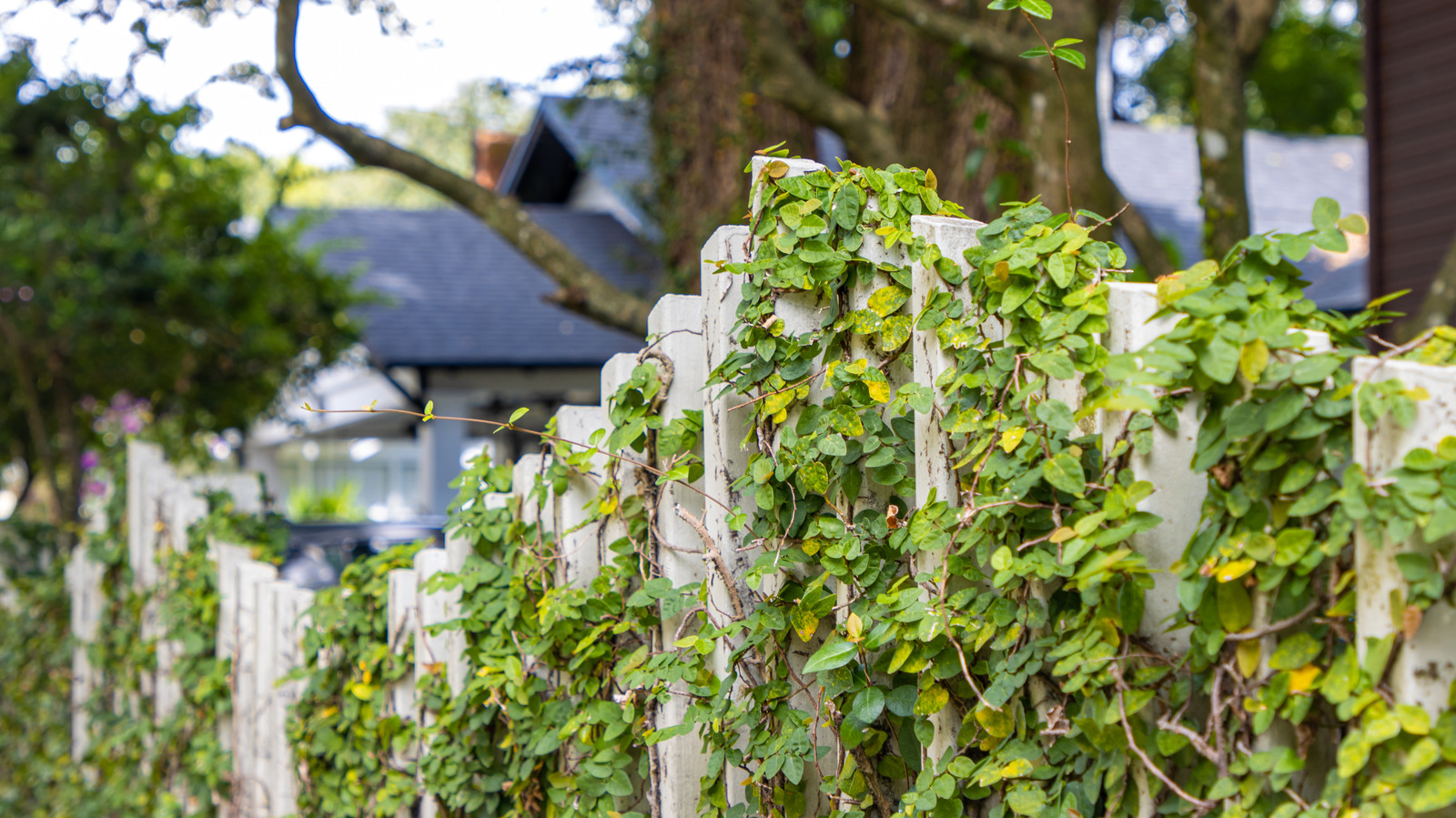 Clever Ways To Cover Your Wooden Fence With Climbing Plants