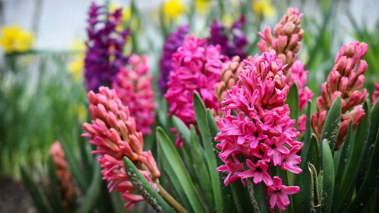 Common Mistakes To Avoid When Planting Hyacinths In Your Garden