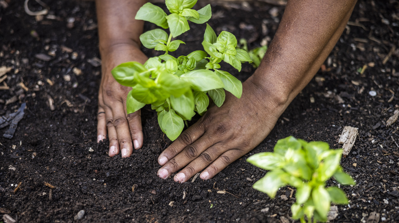 Common Soil Colors And What They Mean For Your Garden