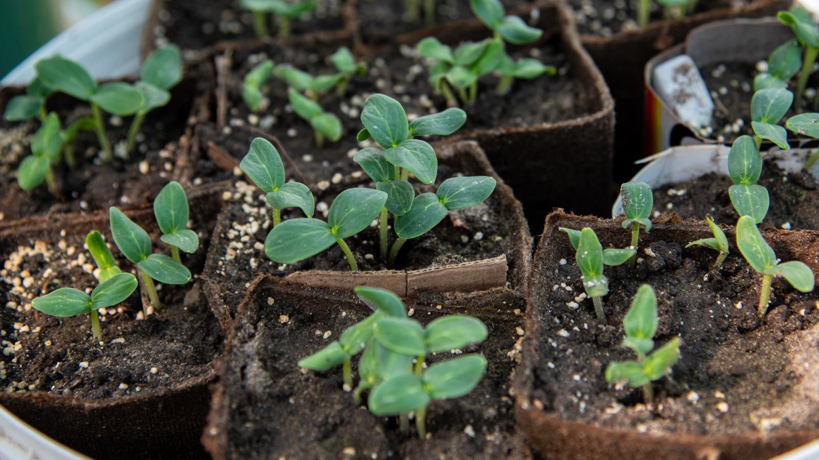 Create A Mini Greenhouse For Your Seeds With A Must-Try DIY
