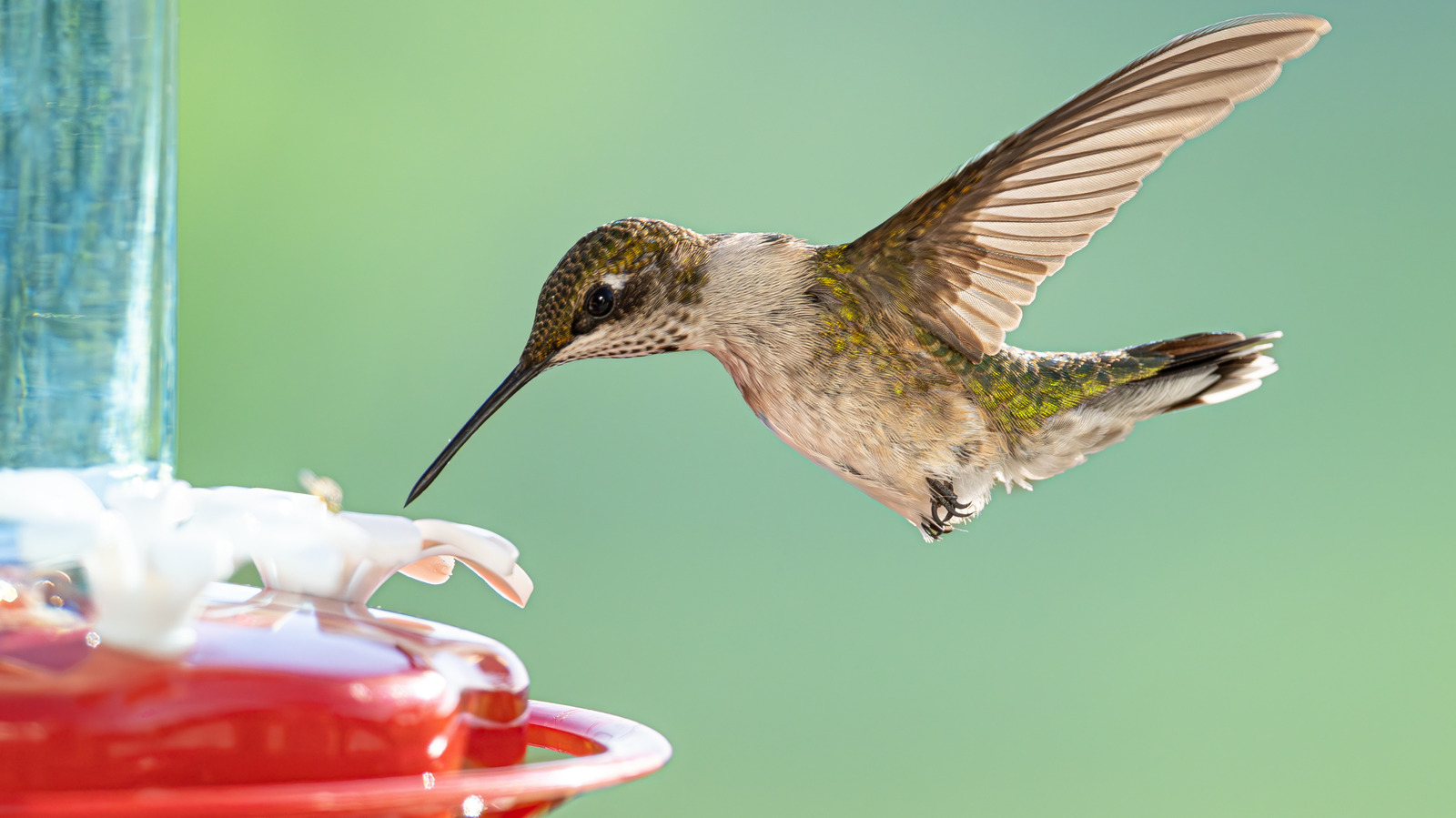 Create A Nature-Inspired Hummingbird Swing With A Simple DIY
