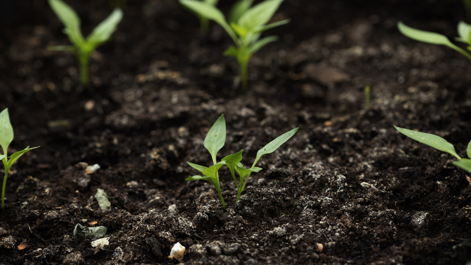 Create A Simple Seed Starting Pot With This Common Household Scrap