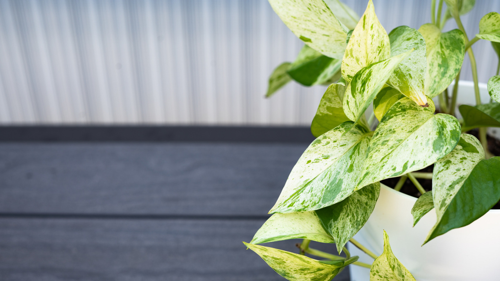 Create Shaped Potted Plants With The Help Of A Closet Staple