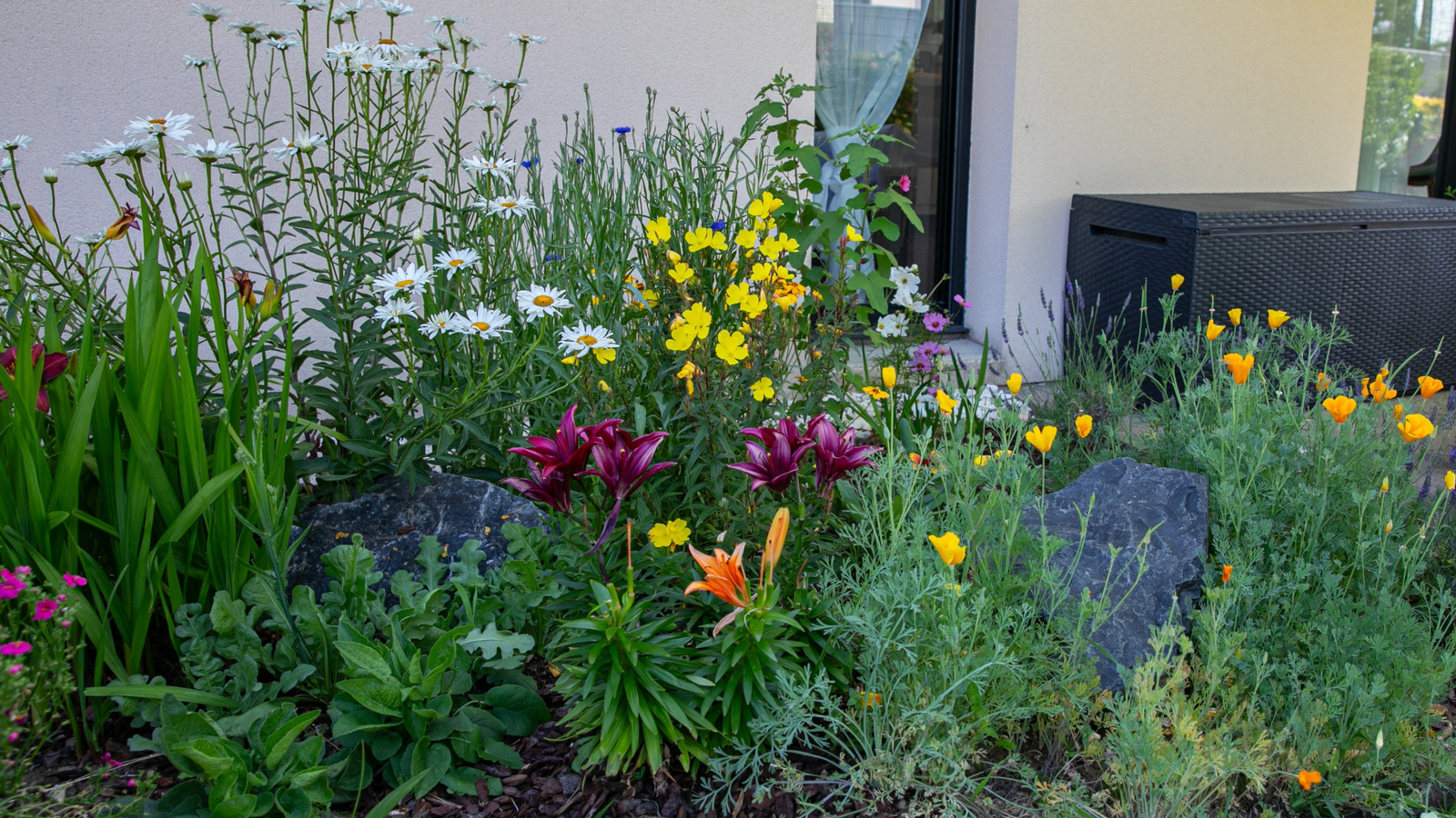 Create The Perfect No-Mow Lawn Using This Stunning Gardening Method