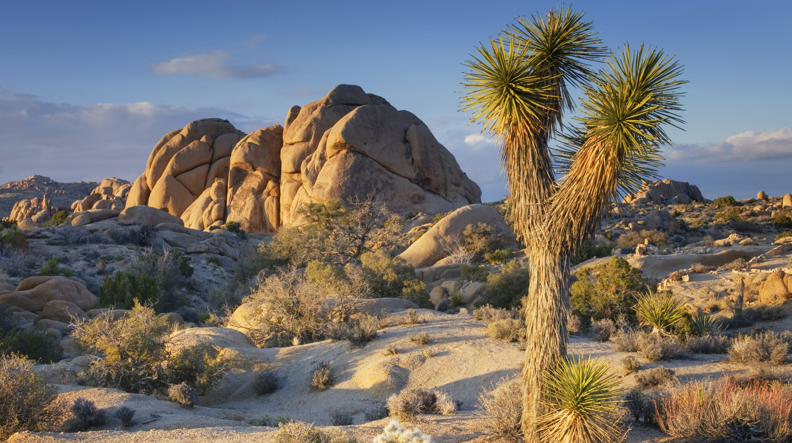 Creatures To Beware Of When Adventuring In Joshua Tree National Park