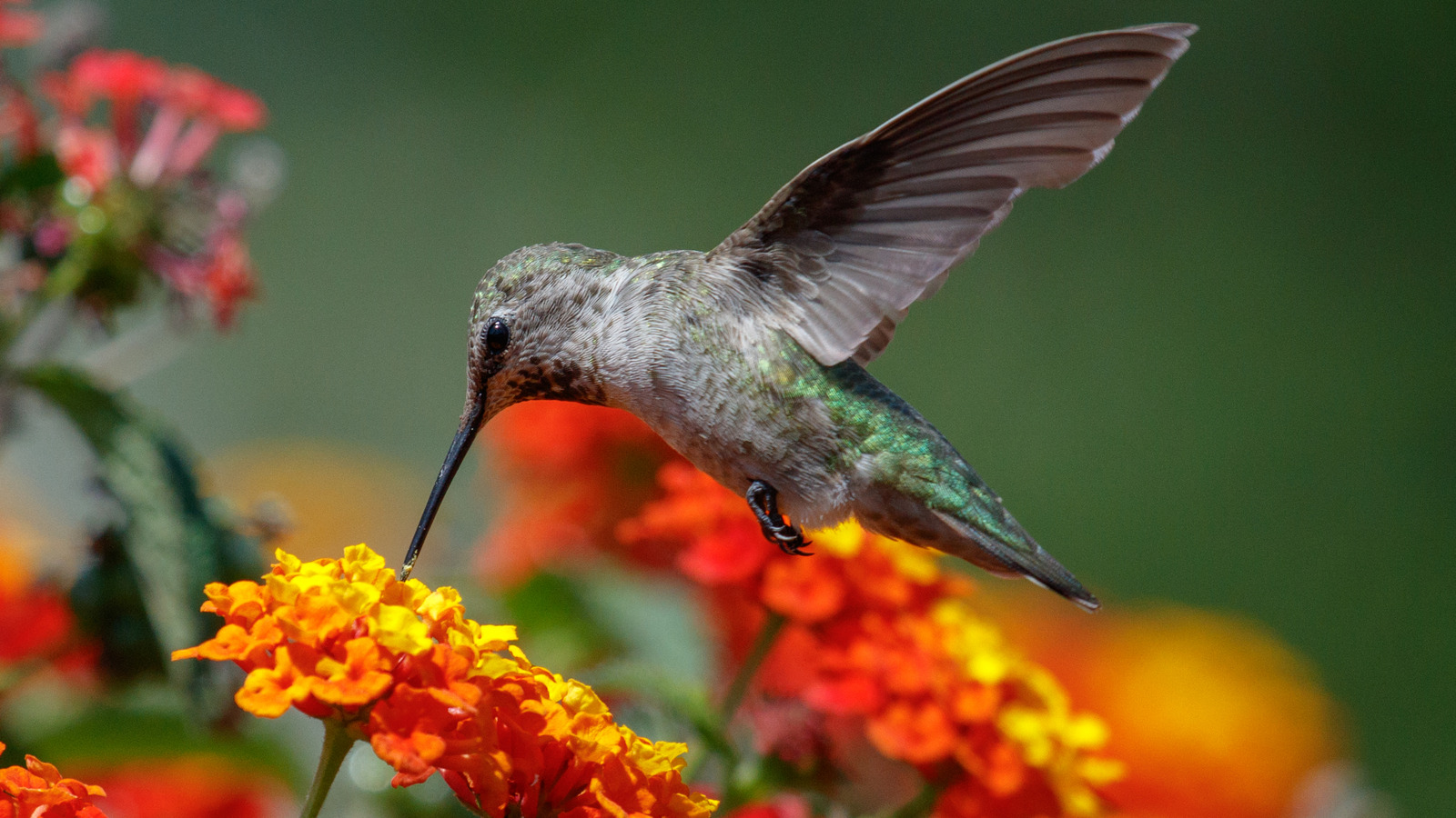 DIY A Hummingbird Swing With Grapevines You Find In Your Yard